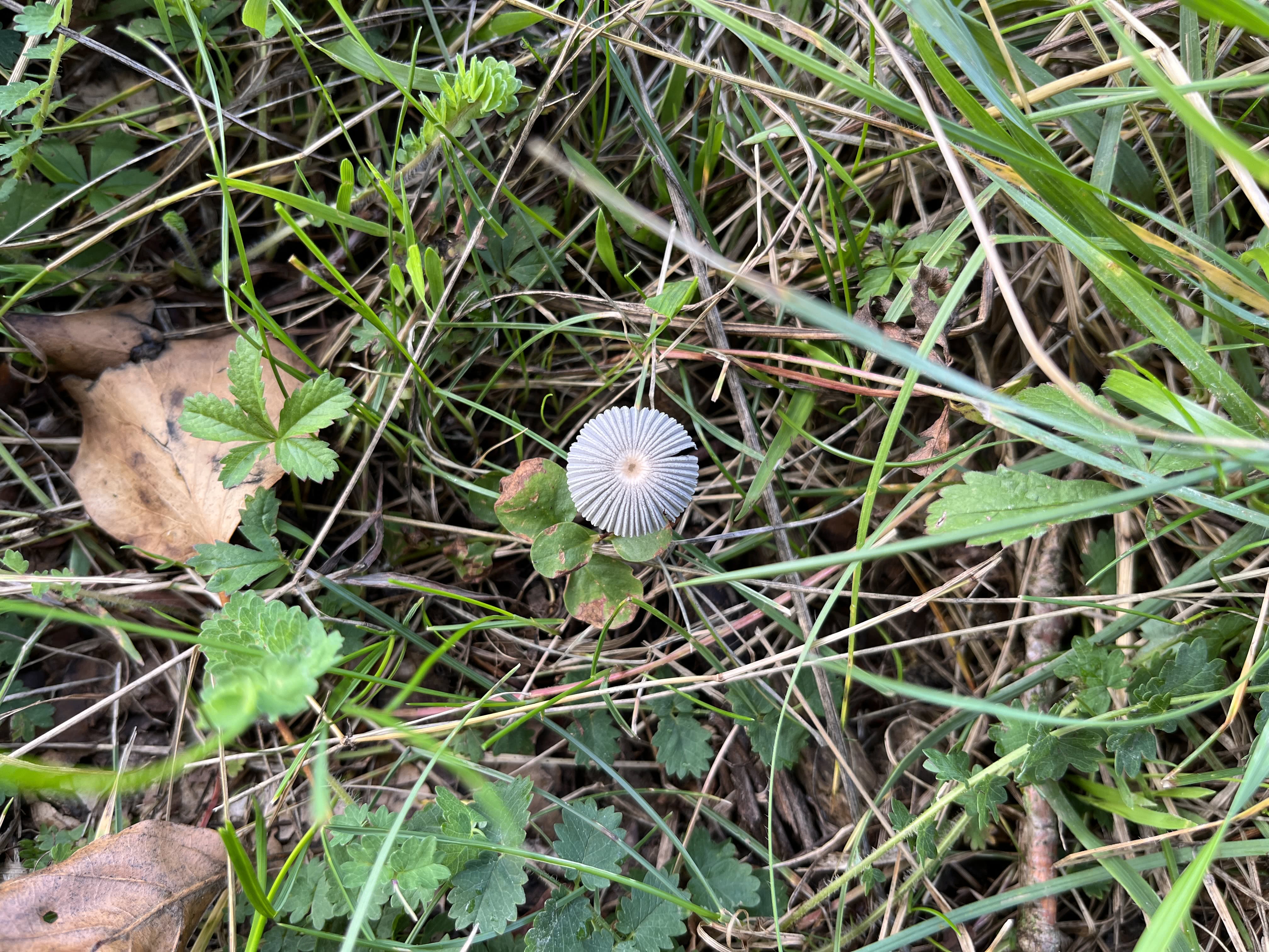 Parasola plicatilis: Максимална информация за гъбите