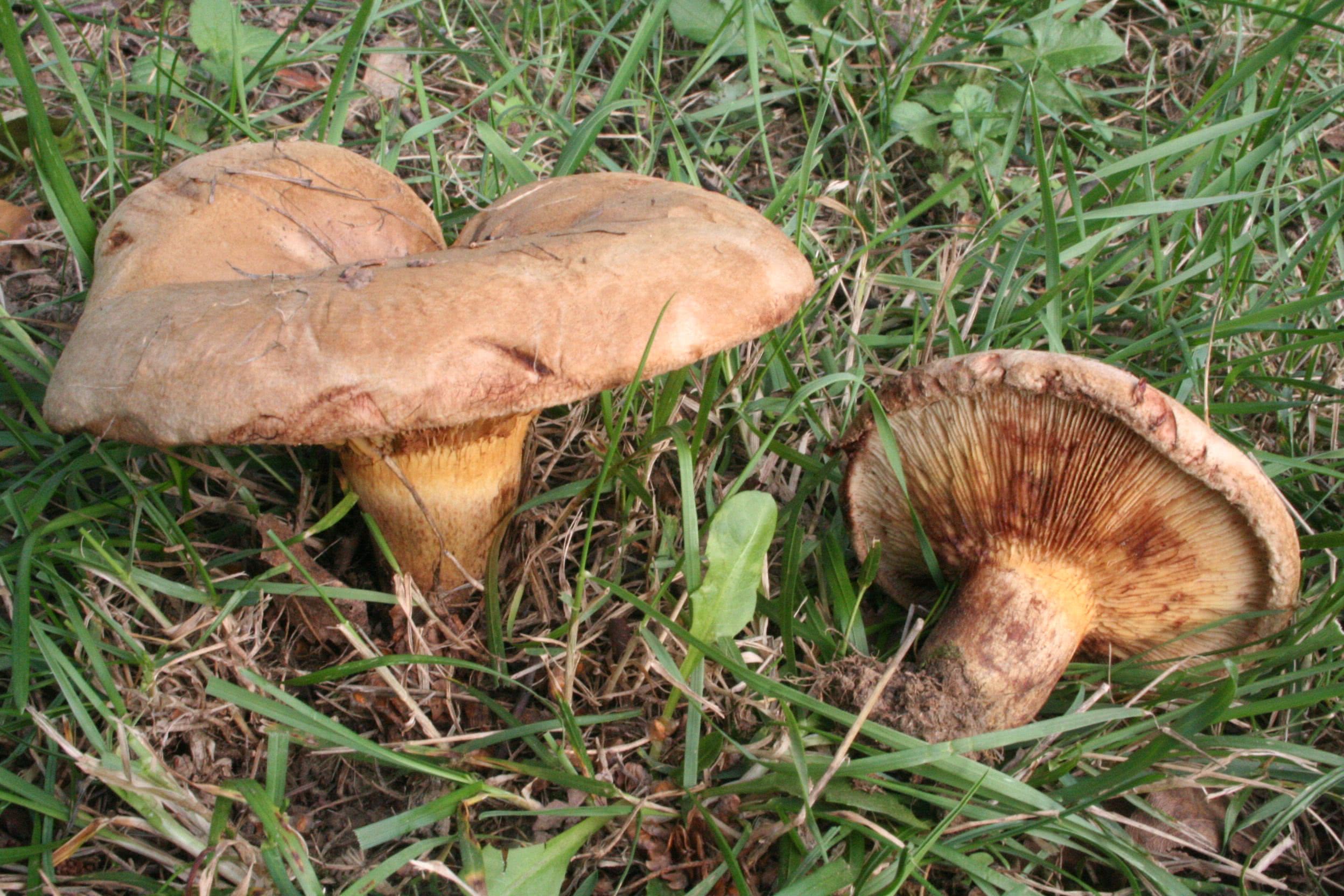 Paxillus involutus: The Ultimate Mushroom Guide