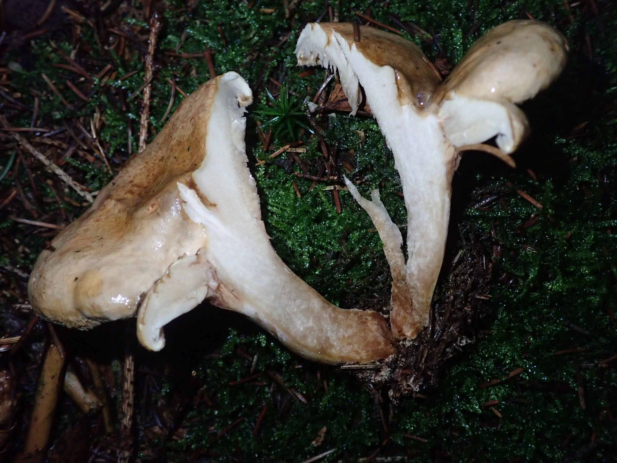 Paxillus involutus: The Ultimate Mushroom Guide