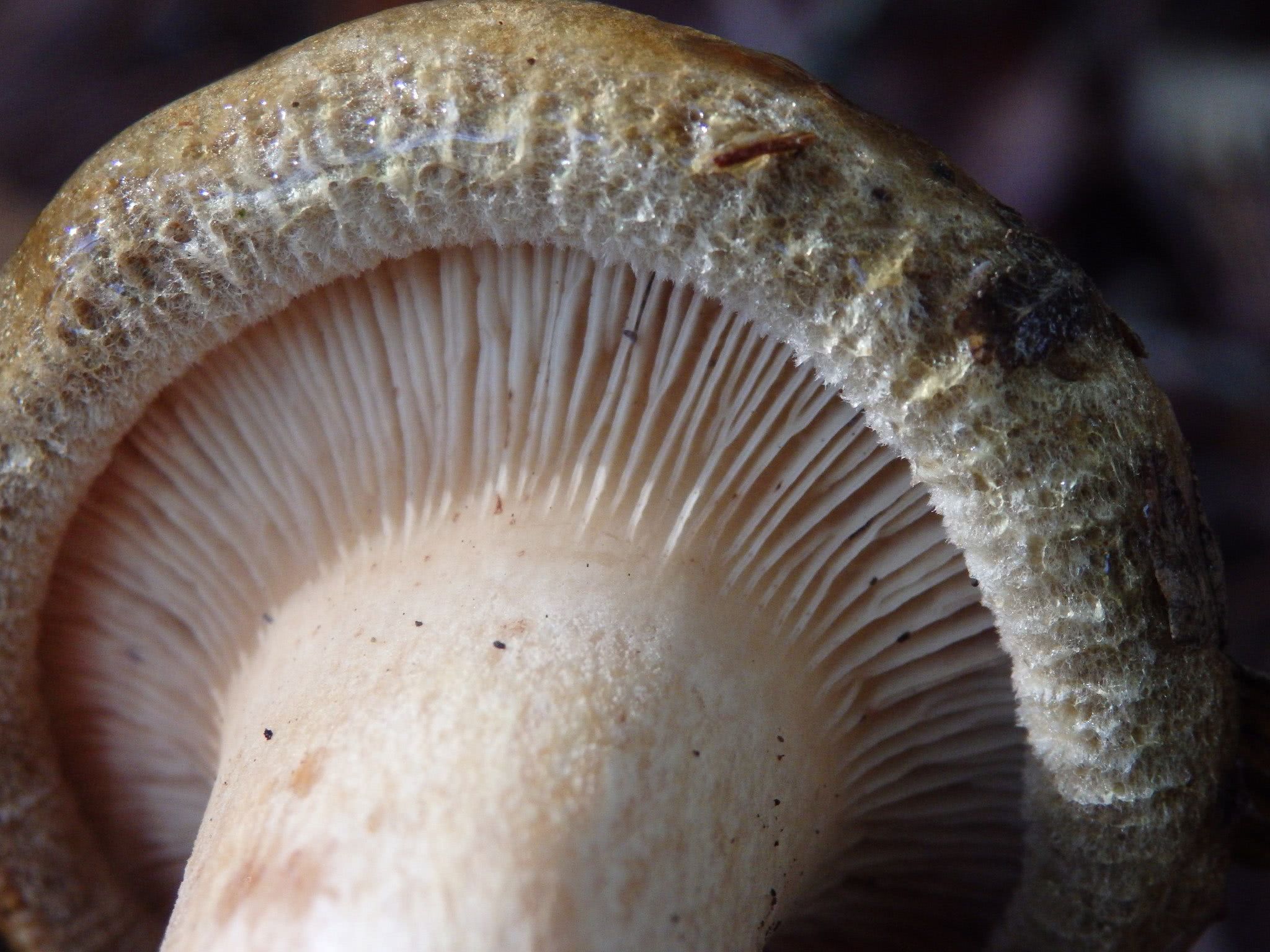 Paxillus involutus: The Ultimate Mushroom Guide