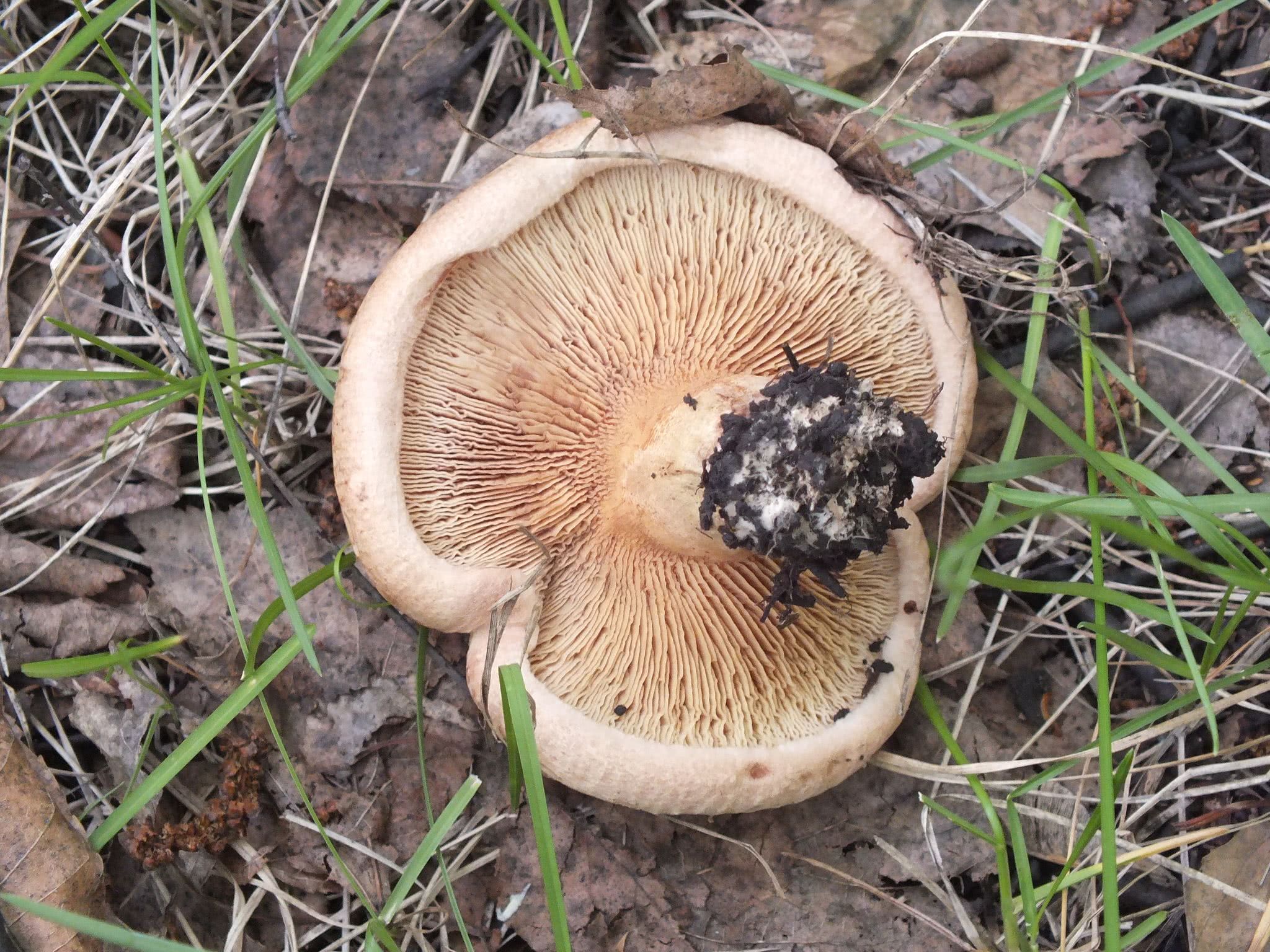 Paxillus involutus: The Ultimate Mushroom Guide