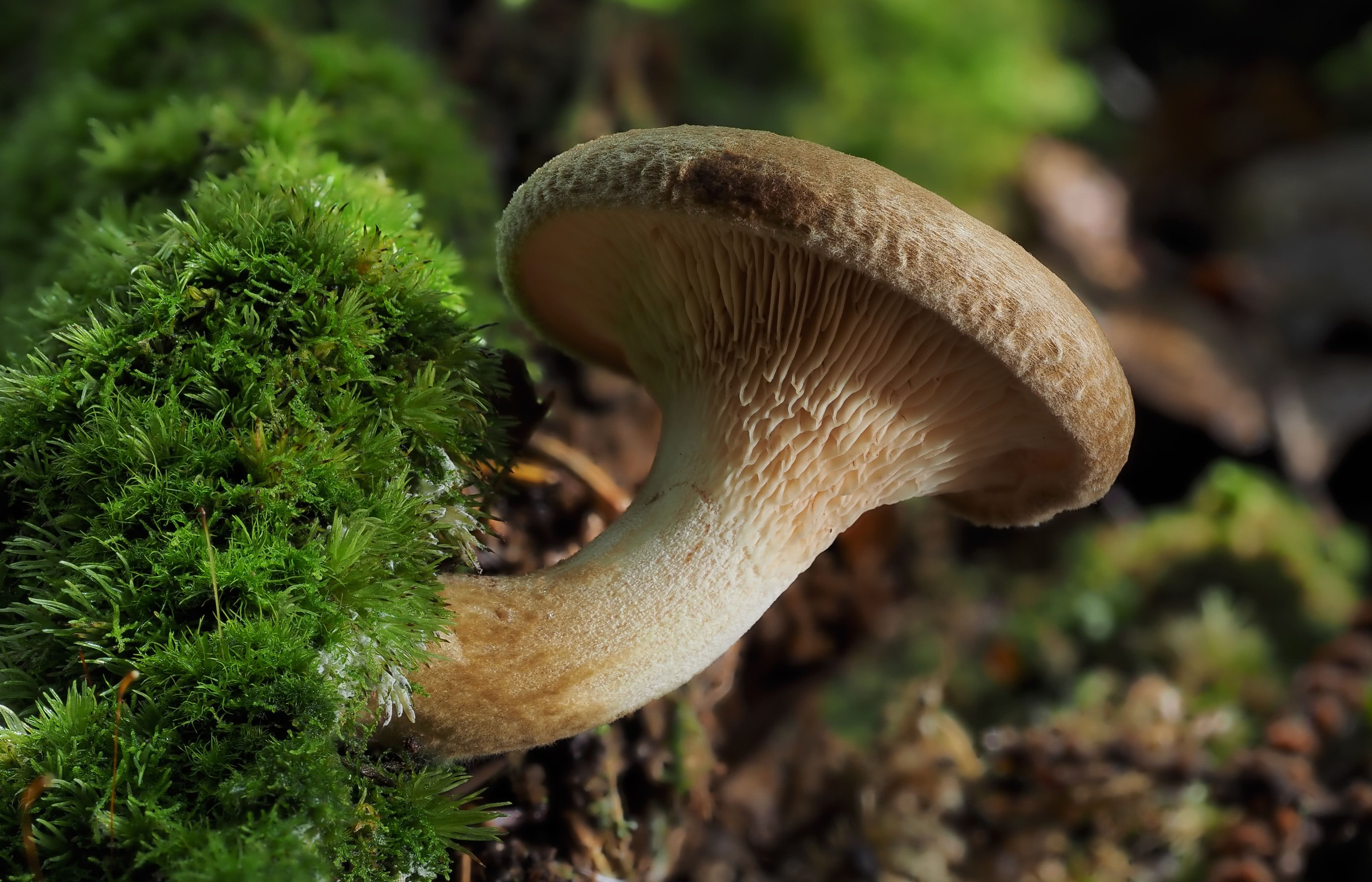 Paxillus involutus: The Ultimate Mushroom Guide