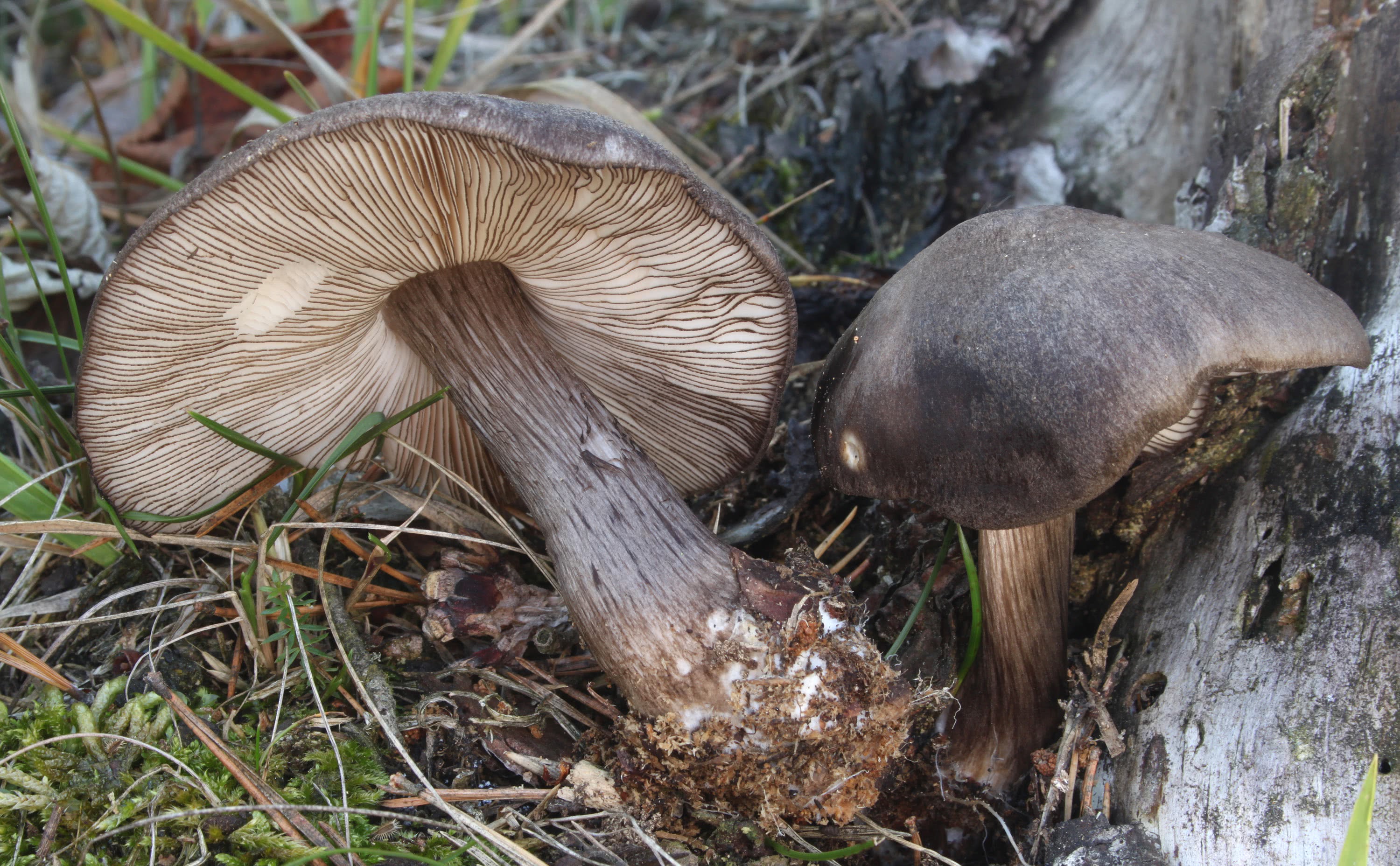 Pluteus atromarginatus: The Ultimate Mushroom Guide