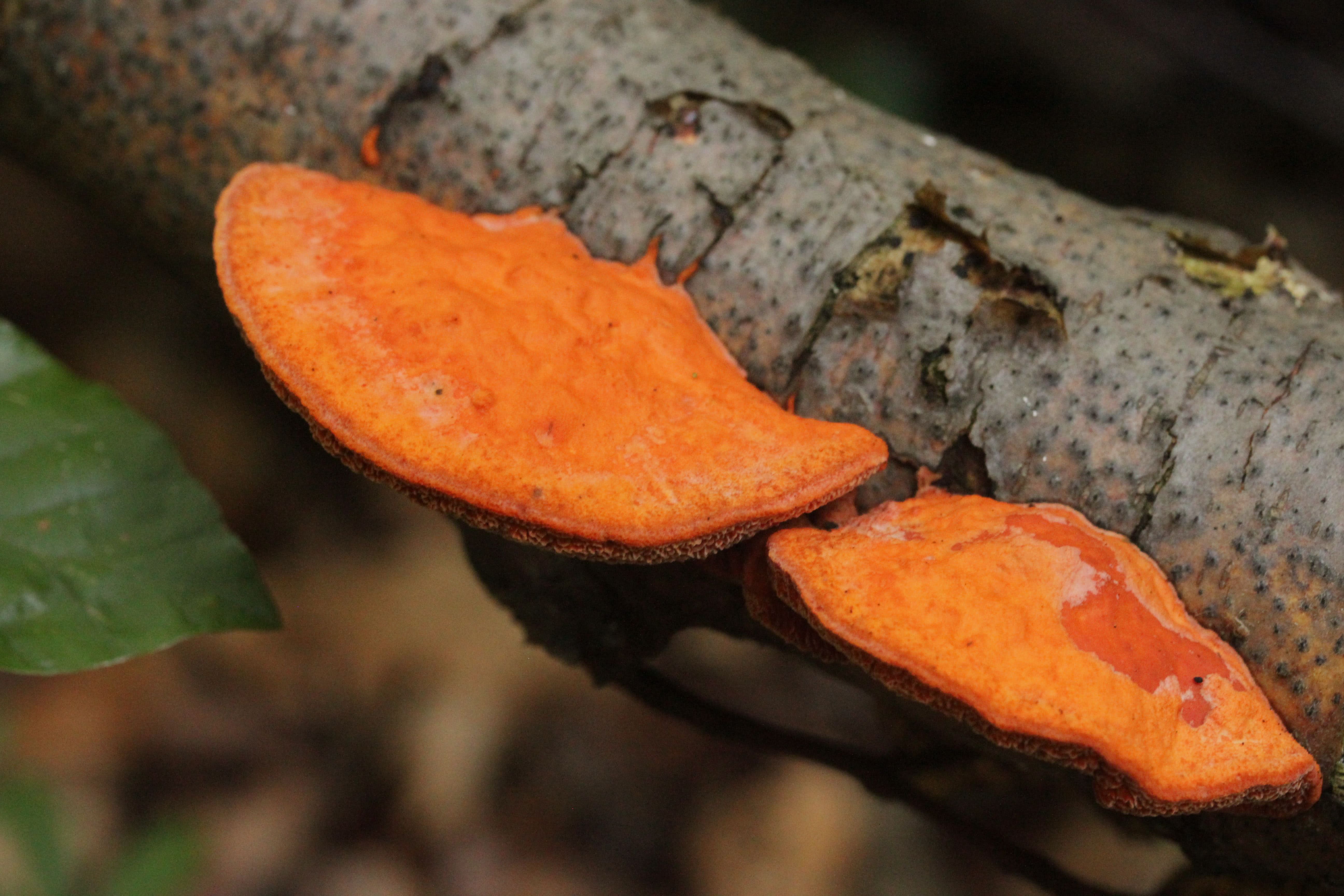 Pycnoporus Cinnabarinus Gu a Completa De Identificaci n De Hongos