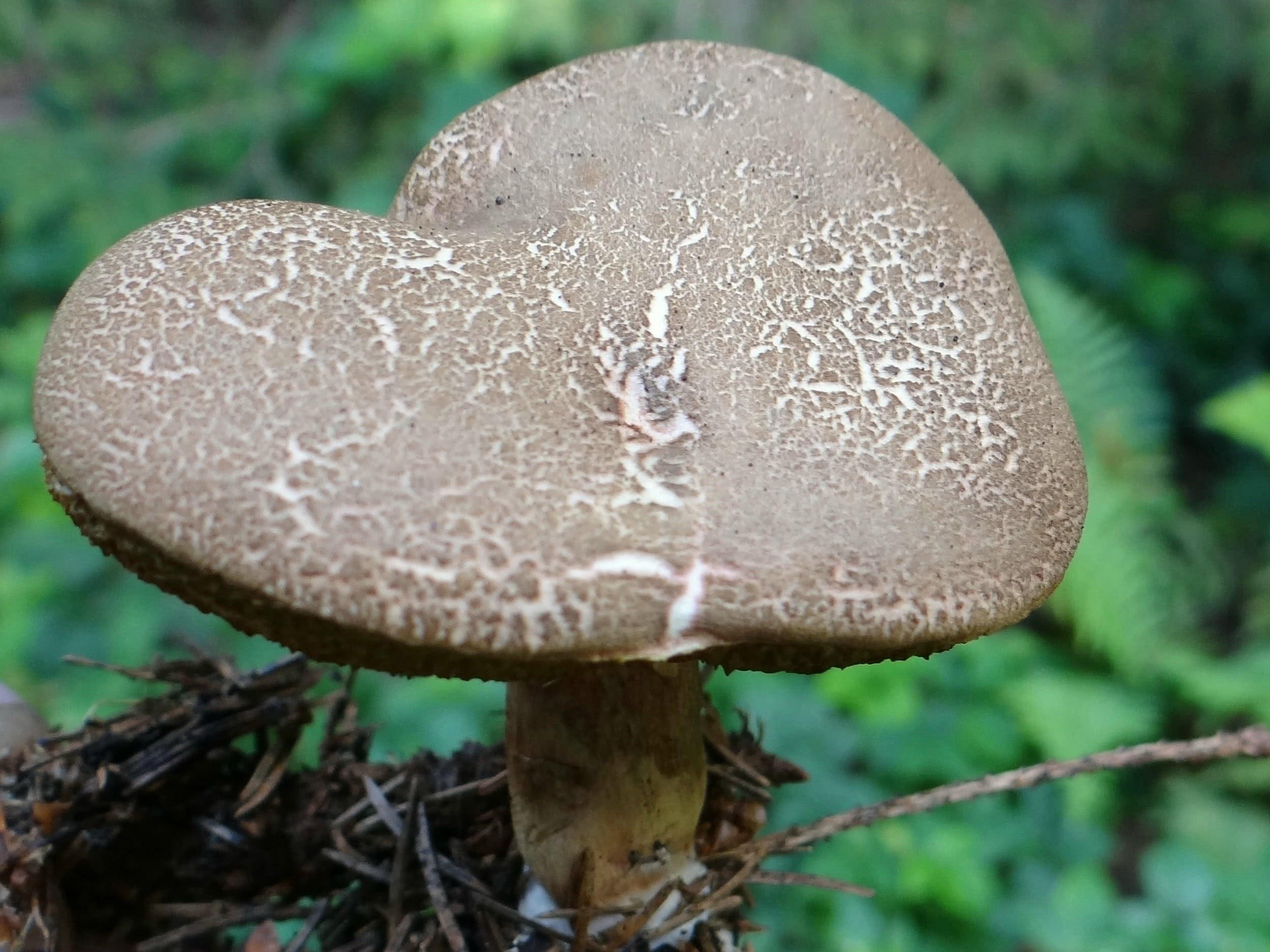 Xerocomellus porosporus: The Ultimate Mushroom Guide