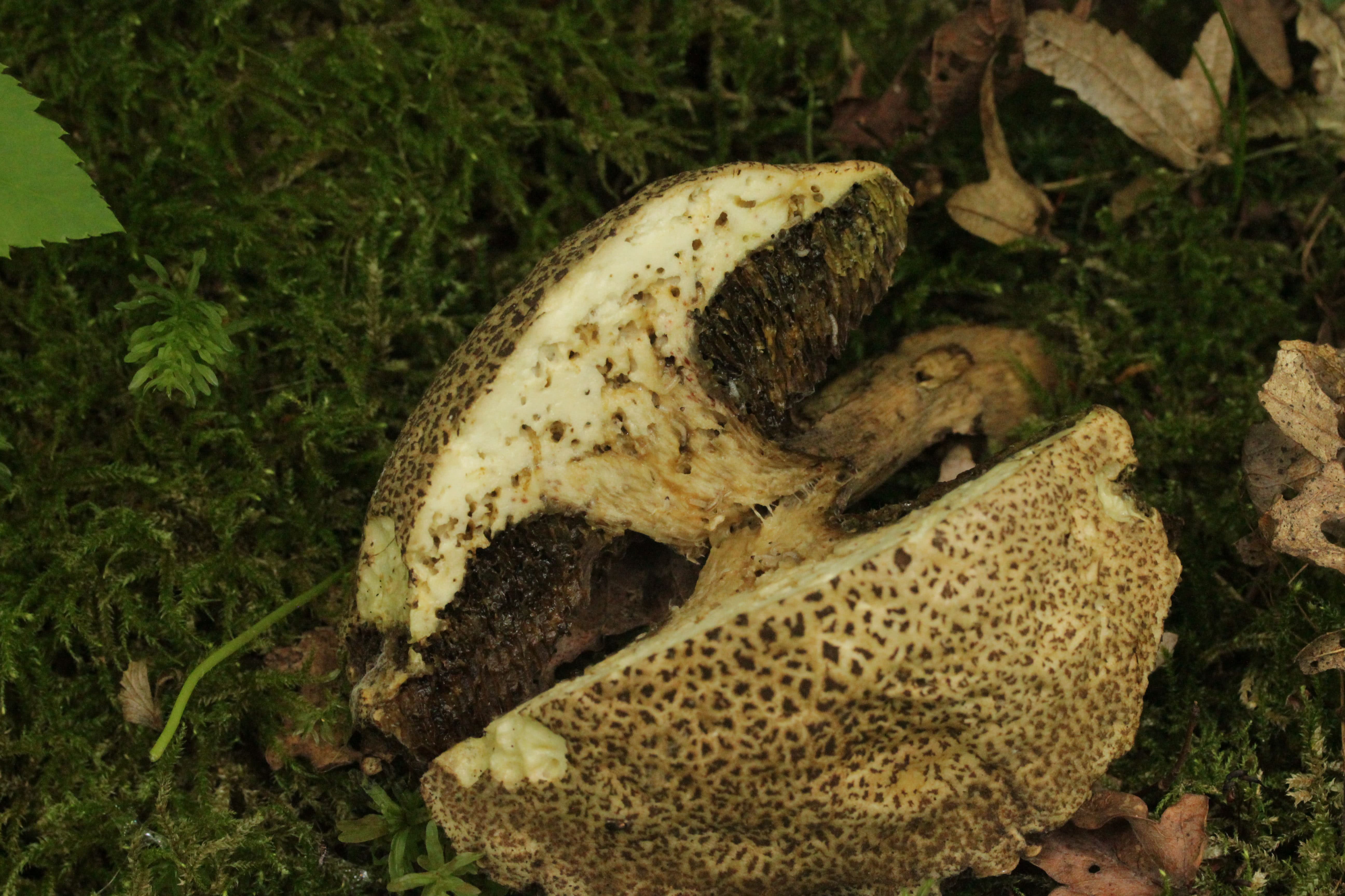 Xerocomellus porosporus: The Ultimate Mushroom Guide
