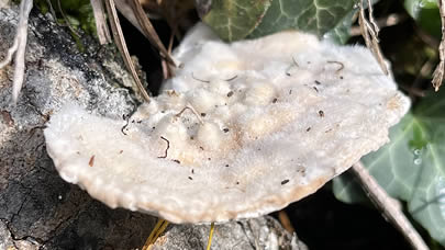 197 White Mushroom Identification With Pictures