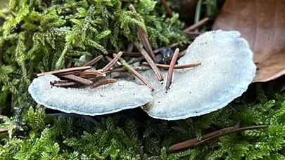 65 Polypore Mushroom Identification With Pictures