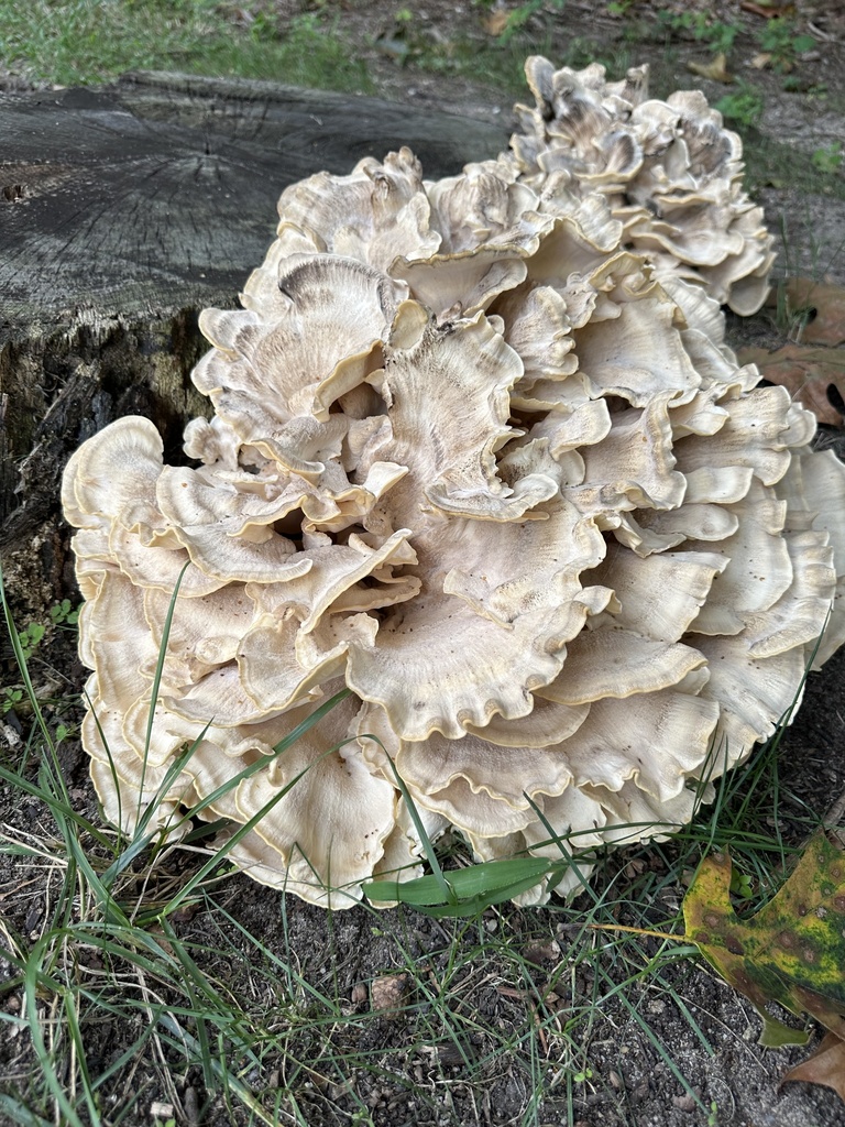 All About Meripilus sumstinei: Habitat, Identification, and Edibility