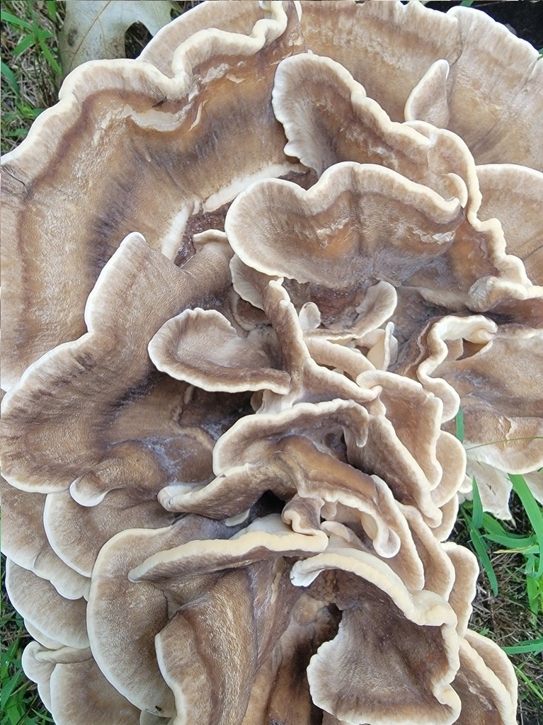 All About Meripilus sumstinei: Habitat, Identification, and Edibility