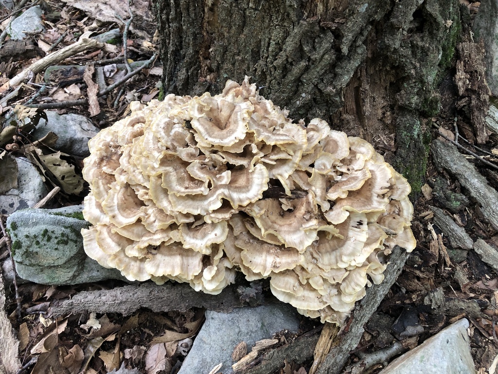 All About Meripilus sumstinei: Habitat, Identification, and Edibility