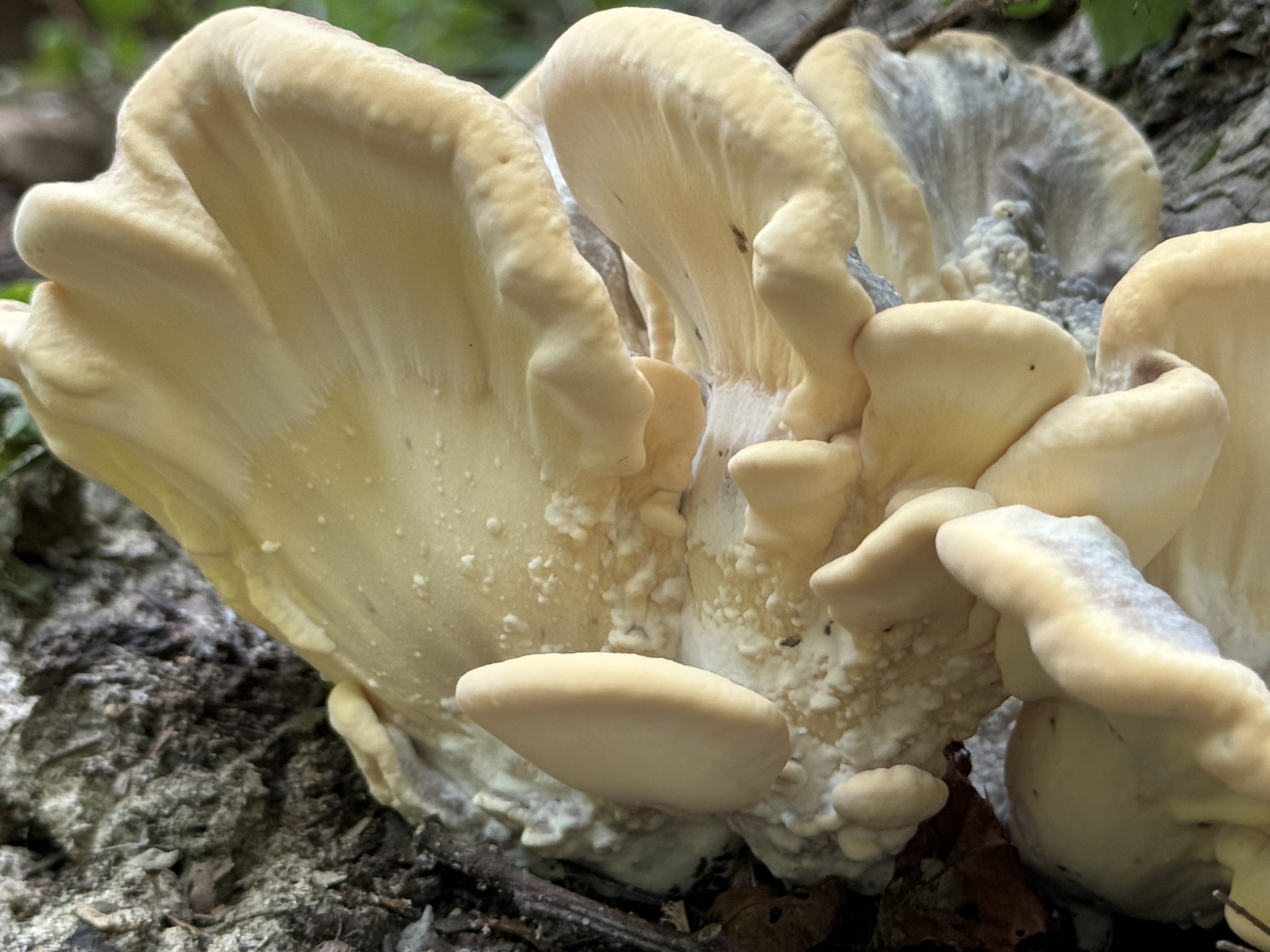 All About Meripilus sumstinei: Habitat, Identification, and Edibility